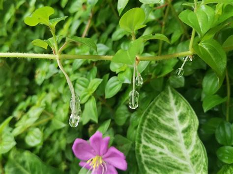 气生根黏液藏 心机”—论文—科学网