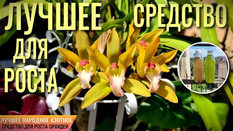 ️ЛУЧШЕЕ СРЕДСТВО ДЛЯ РОСТА ОРХИДЕЙ 💯 НАТУРАЛЬНОЕ АЗОТНОЕ УДОБРЕНИЕ👍ВСЁ О ЦИМБИДИУМЕ ПОДРОБНО