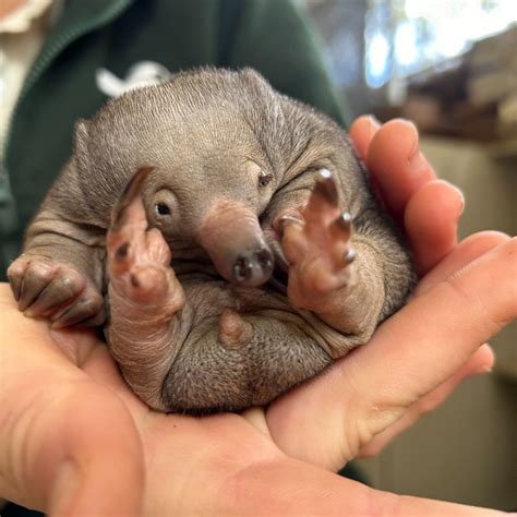 Welcoming Two Adorable Short Beaked Echidna Puggles Into The World