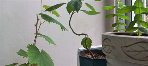 사과나무 이야기 1