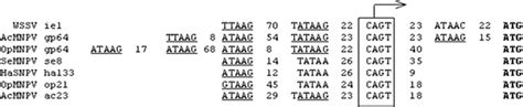 Comparison Of The Early And Late Promoter Subsequences Between The Wssv