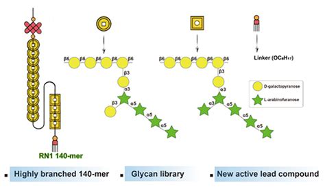 我国学者在复杂多糖合成及活性研究方面取得进展 生物通