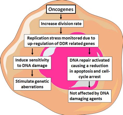 The DNA Damage Response DDR Pathway In Cancer Cells Several Download Scientific Diagram
