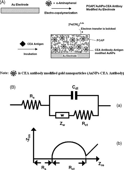 A Scheme For The Electro Copolymerization Of Cea Antibody Aunp