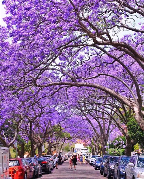 Tina He On Instagram “jacarandas Spring Ing To Life At Kirribilli 💜😊 Spring Jacaranda