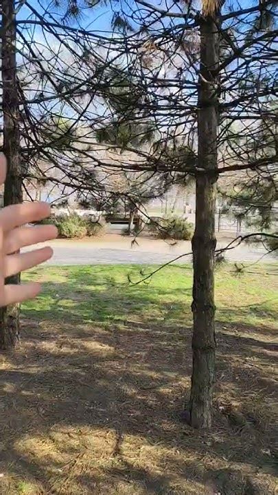 Заблудится в трех соснах как это Youtube