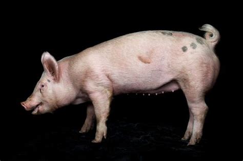 Tierschützer Missstände In Der Schweinehaltung Auch In Betrieben Mit Tierwohllabel Stern De