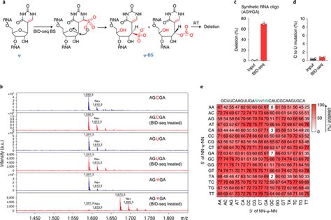 Bid Seq Quantitatively Detects Ψ Sites As Deletion Signatures A Download Scientific Diagram
