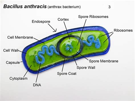 Bacillus Anthracis 3 Anthrax Bacteria Oranment By Trilobiteglassworks