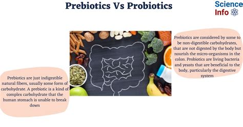 Difference Between Prebiotics And Probiotics