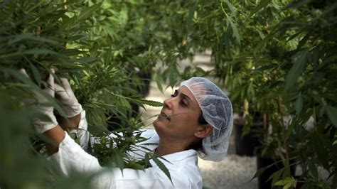 Аптеки Чехии начали продажу медицинской марихуаны — РТ на русском