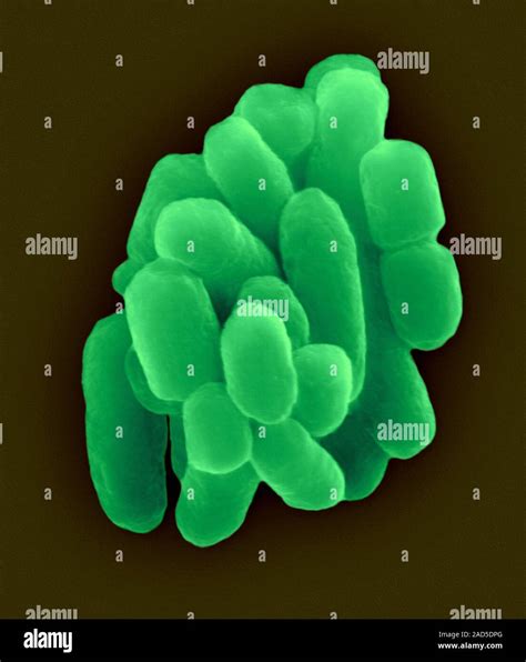 Coloured Scanning Electron Micrograph Sem Of Serratia Marcescens Gram Negative Facultative