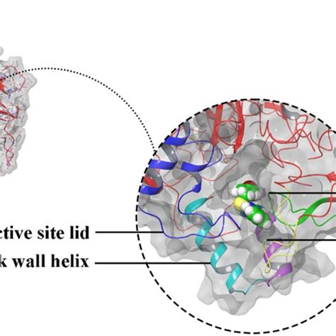 The Structure Of Modeled Enzyme Active Site In Complex With Compound 6j Download Scientific