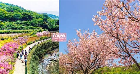 【新北】2019三芝櫻花季即將登場，「1萬6千棵」櫻花樹倒映河畔粉嫩綻放！ 好想去喔