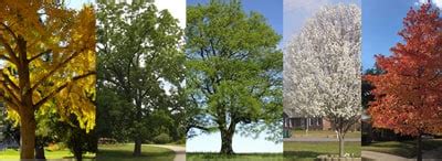 Types Of Trees To Avoid Princeton Tree Care