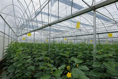 想建蔬菜大棚看看无土栽培种植投入怎么样 郑州立迎农业科技有限公司