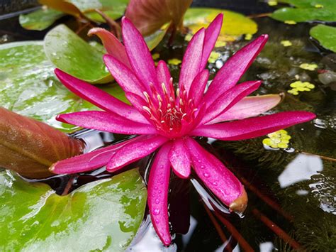 Nymphaea ‘hidden Violet Le Jardin