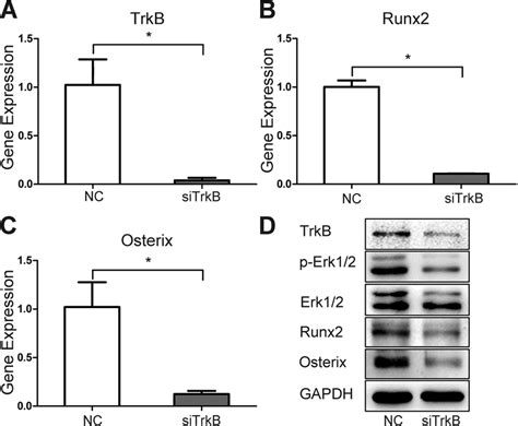 Erk Runx2 Osterix Expression After Trkb Knockdown Download Scientific Diagram