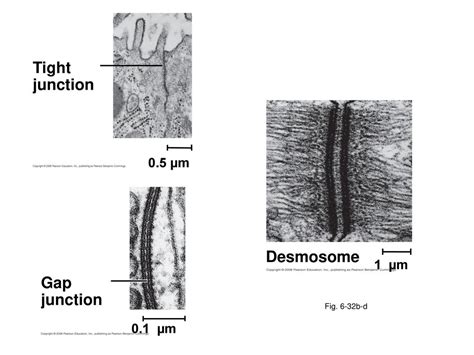 A Tour Of The Cell Chapter 6 Ppt Download