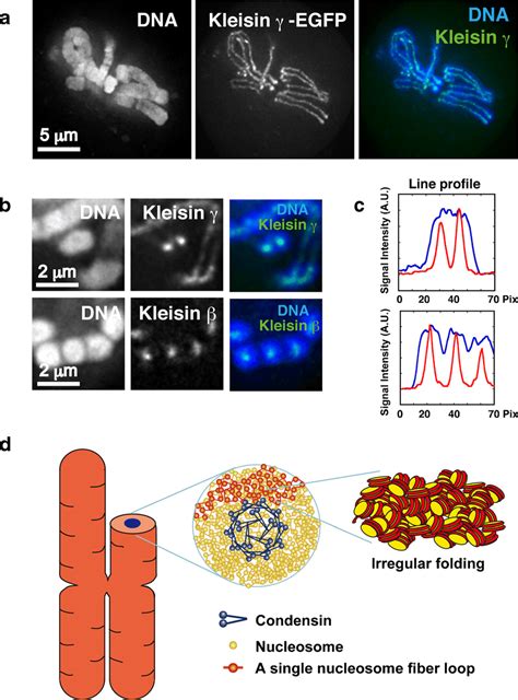 Mitotic Chromosome Structure Axial Localizations Of Condensins I And