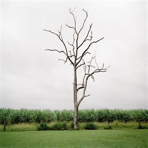 Half Dead Half Alive Tree Drawings At PaintingValley Com Explore Collection Of Half Dead Half