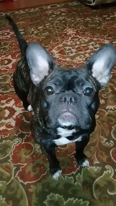 французкий бульдог громко пукает Youtube