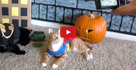Batcat Vs Supermarm We Love Cats And Kittens