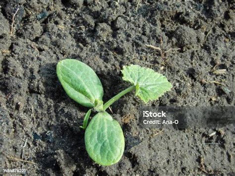 들판에서 호박의 첫 번째 새싹 클로즈업 일출에 싹이 튼 스쿼시 자엽 원예 개념입니다 자엽에서 호박의 새싹 매크로 사진 0명에 대한 스톡 사진 및 기타 이미지 Istock