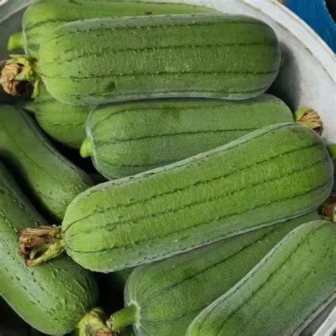 Hybrid Patola Tagalog Seeds For Planting Fresh 10seeds Patola
