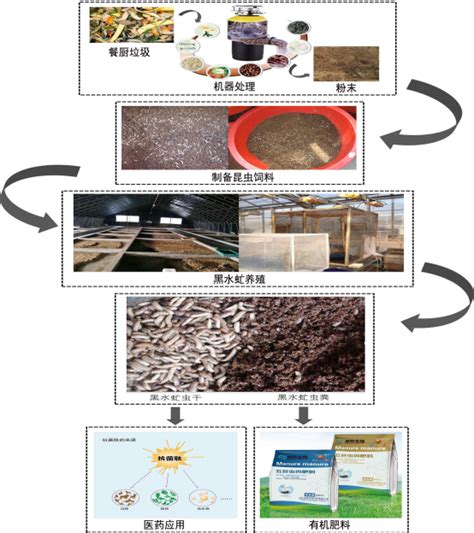 利用资源昆虫黑水虻无害化处理有机废弃物 吉林大学植物科学学院