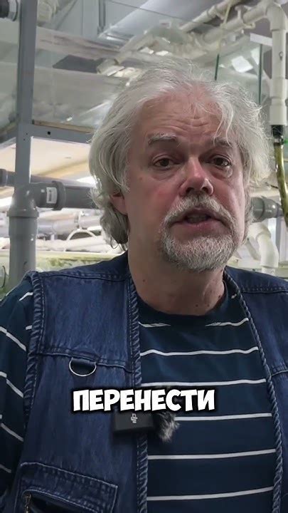 Как вырастить креветок Амано и выкормить кораллы? #аквариум # ...