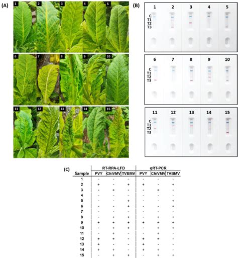 Application Analysis Of The Triplex Rt Rpa Lfd Assay A Download Scientific Diagram