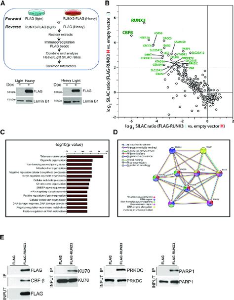 Runx3 Association With Dna Repair Complexes In Mass Spectrometric Runx3 Association With Dna Repair Complexes In Mass Spectrometric