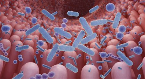 La Importancia De La Microbiota Oral Fibemedic Madrid