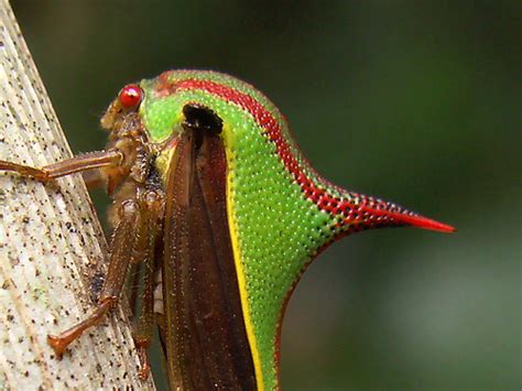 Thorn Bug Archies Info