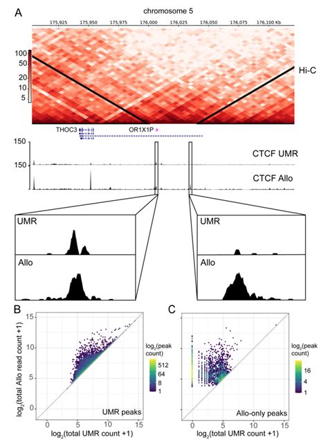A Hi C Interaction Heatmap Showing Two Tad Boundaries On Chromosome 5 Download Scientific