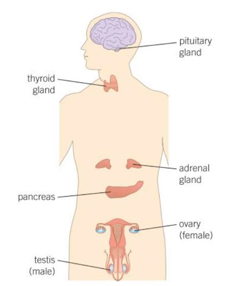 Endocrine System Diagram Quizlet