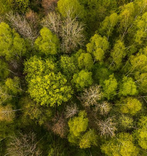 Fsc Launches A Transaction Verification Loop On Pterocarpus Fsc Org