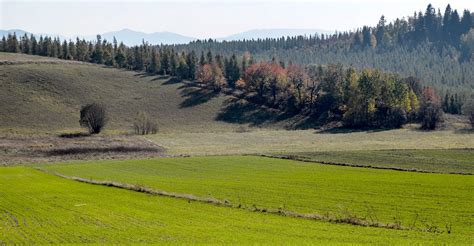 Fields Forest Trees Free Photo On Pixabay Pixabay
