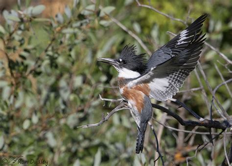 Barn Swallow Repeatedly Attacking A Belted Kingfisher Feathered