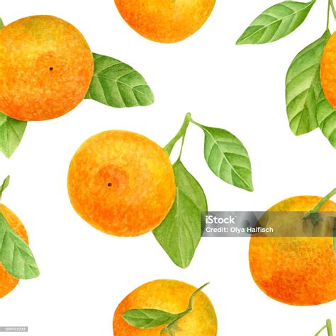 수채화 귤 매끄러운 패턴 잎과 만다린 과일의 손으로 그린 식물 그림 디자인 섬유 포장 포장을위한 흰색 배경에 고립 된 감귤류 식물 0명에 대한 스톡 벡터 아트 및 기타