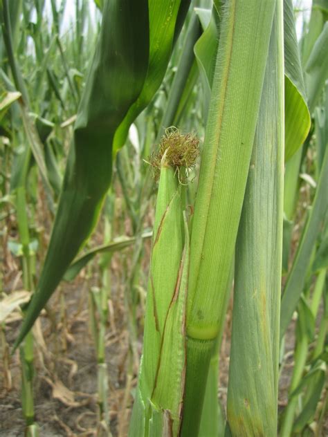 Grain Crops Update Know When To Say When On Corn Yields