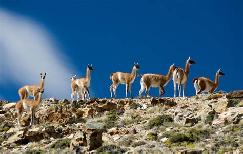 Santa Cruz Permiten Cazar Hasta Dos Guanacos Por Día