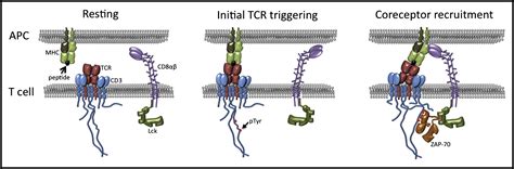 Late Arrival Recruiting Coreceptors To The T Cell Receptor Complex Immunity