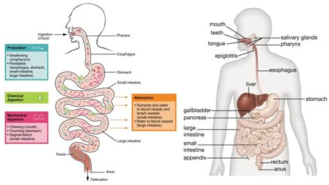 Nervous Tissue Definition Structure Location Characteristics