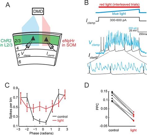 Figures And Data In A Neural Circuit For Gamma Band Coherence Across