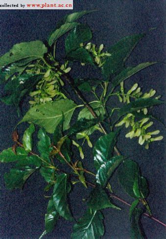 苦茶槭Acer ginnala Maxim subsp theiferum Fang Fang 植物通
