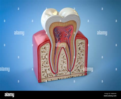 Dental Tooth Structure Cross Section Of Human Tooth On Blue Background 3d Illustration Stock