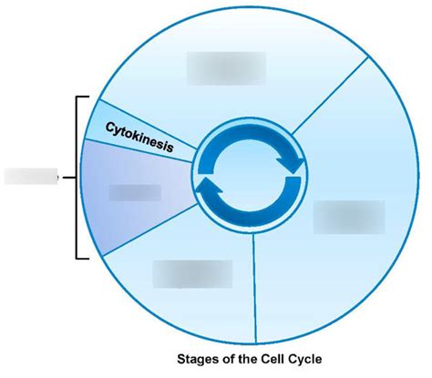 1 Gb Unit 6 Cell Cycle Diagram Quizlet