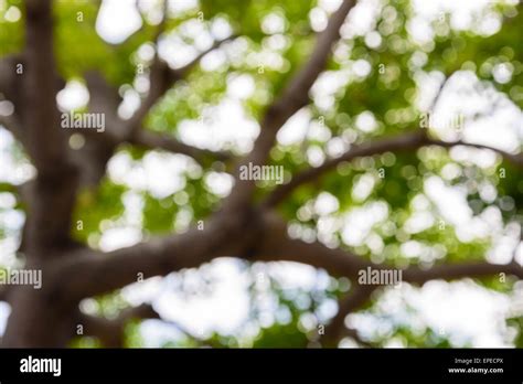 Bokeh Blur From Natural Tree For Texture Background Stock Photo Alamy